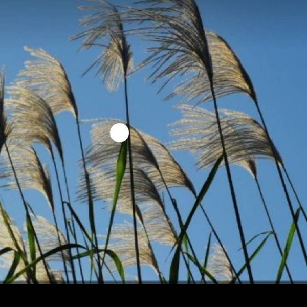 Azriel Siphon Bracelet - ACOTAR, A Court of Thorns and Roses, Batboys ...