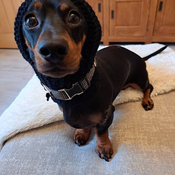 Dog Hood With Covered Ears and Large Pompom. Pompom Hood for Small Dog ...