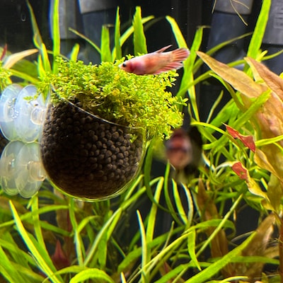 Sensitive Plant or Neptunia Aquatica Floating Aquatic Pond Plant pack ...