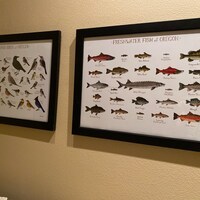 Alberta Backyard Birds Field Guide Art Print / Watercolor Painting ...