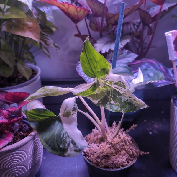 Mican Philodendron Velvet Leaf Philo Indoor & Outdoor Live Tropical ...