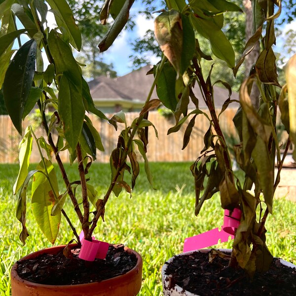 Gold Rush & Yellow Delicious Apple Tree Package - Etsy