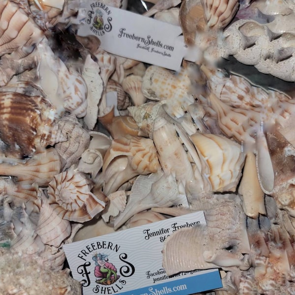 Bulk Seashells, Bulk Shells, Bulk Sea Shells, Shell Art, Seashell ...