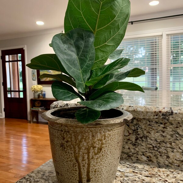 Old Rip the Horned Horny Toad Lizard House of Webster Ceramics Souvenir ...