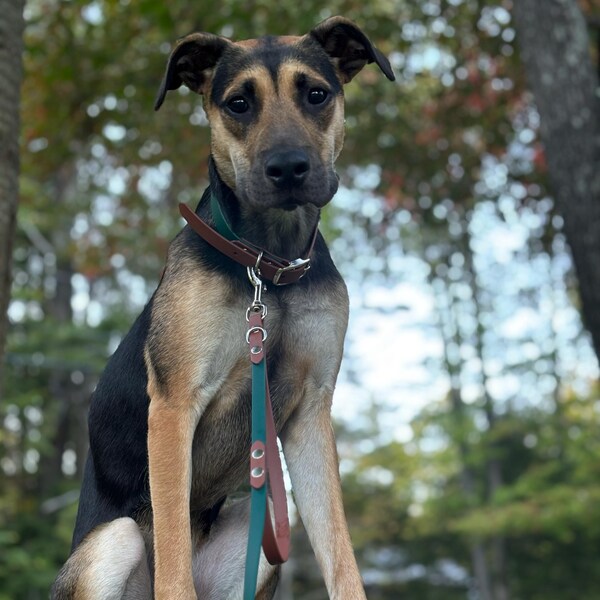Two-tone Biothane Collar and Leash Combo - Etsy