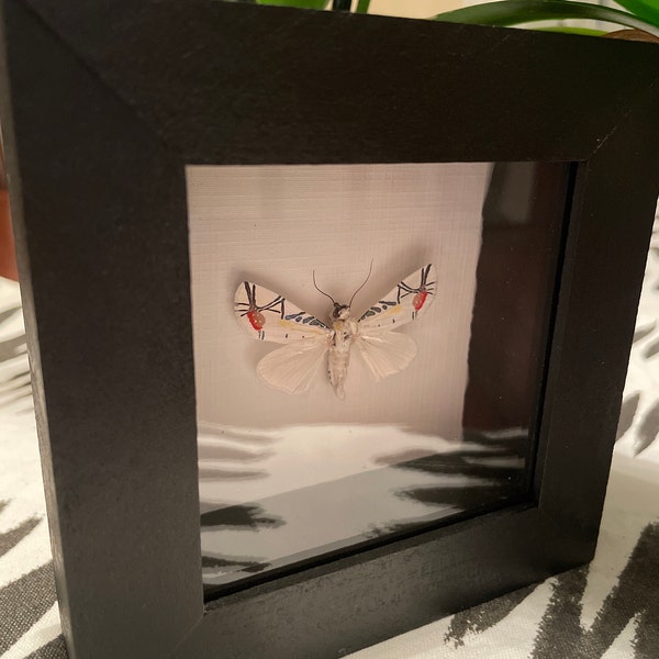 Rare Metallic Picasso Moth Framed Taxidermy - Baorisa Hieroglyphica - Etsy