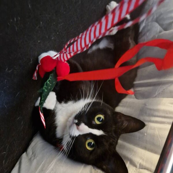 Black Bat Cat Wand Catnip Toy, Gift for Cat Lovers, Gift for Kittens ...