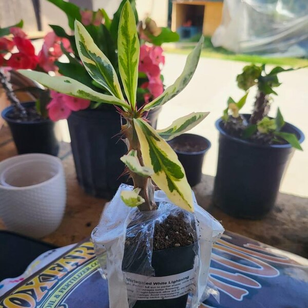 Blushing Lilac Cuttings 'krasavitsa Moskvy' Live Plant Cutting No Roots ...