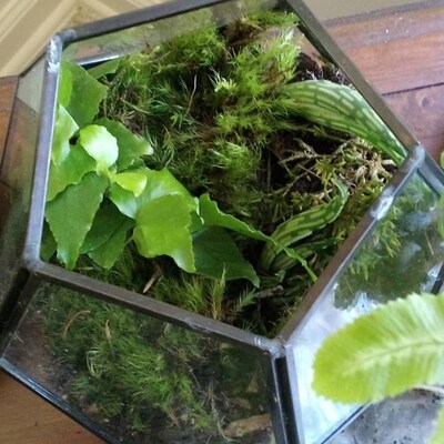 Mood Moss, 1 Gallon Bag, Live Moss, Great for Terrariums & Weddings ...