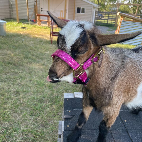 Goat or Small Mini Horse Adjustable Pack Saddle - Etsy