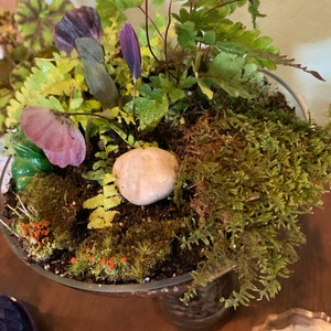 2 Pack Pixie Cup Live Lichen Moss for Terrariums Fairy Gardens | Etsy