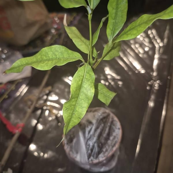 Organic Dwarf PIGEON PEAS Gunga Pea Seeds - Cajanus Cajan Gandul Lazaro ...