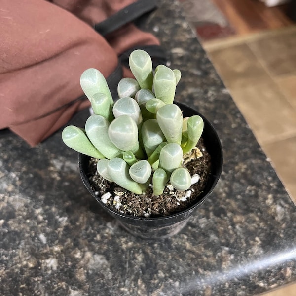 Baby Toes | 2.5 Inch | Fenestraria Rhopalophylla | Mimicry Plants ...