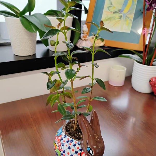 Mexican Barro Style Crochet Coaster Mexican Home Decor Mexican Barro ...