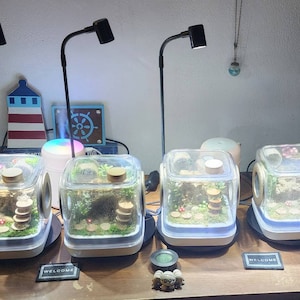 Jumping Spider Enclosure 5x5x9 Spider House, Spider Tank, Spider ...