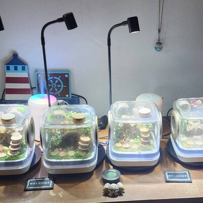 Jumping Spider Enclosure 5x5x9 Spider House, Spider Tank, Spider ...