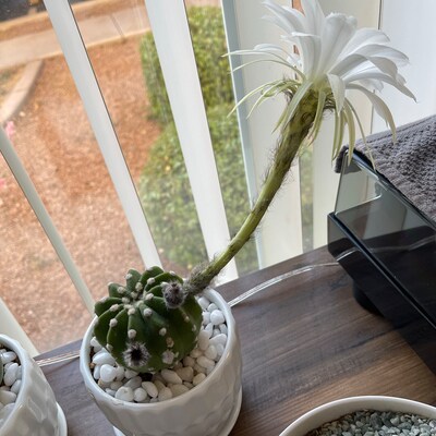 4 Pot of Variegated Christmas Cactus Schlumbergera Rare - Etsy