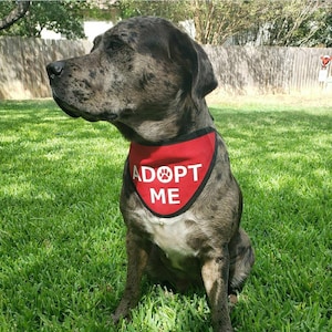 ADOPT ME Bandana Scarf for Rescue Dogs - Etsy