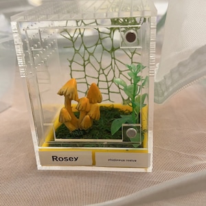 Deluxe Isopod Starter Kit Isopod Terrarium Kit for Isopods With Isopod ...