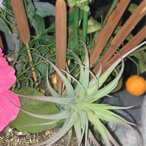 Purple Aloe, Faux Aloe, Starfish Aloe, Starfish Succulent, Purple ...