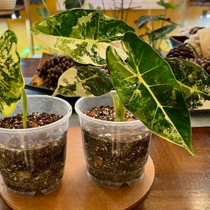 Anthurium Queen Narrow Form - Etsy