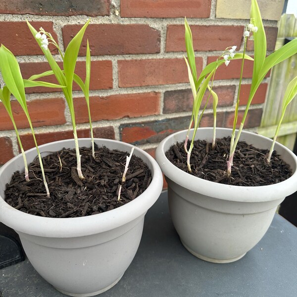 WHITE LILY of the VALLEY-10 Bare Roots, Plants/pips - Etsy