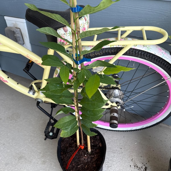 Strawberry Tree- 1 Gallon- 2 Feet Tall- Muntingia Calabura- Jamaican Cherry- Exotic Fruit Tree ...