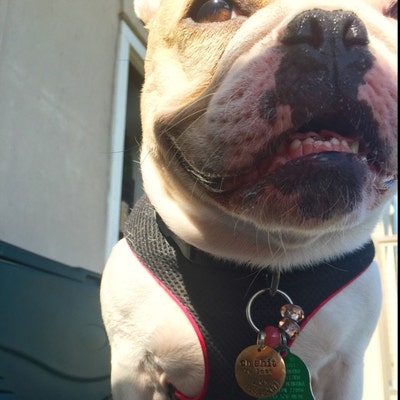I'm Lost Custom Pet ID Tag Personalize It With Your Dog's Name Mature ...