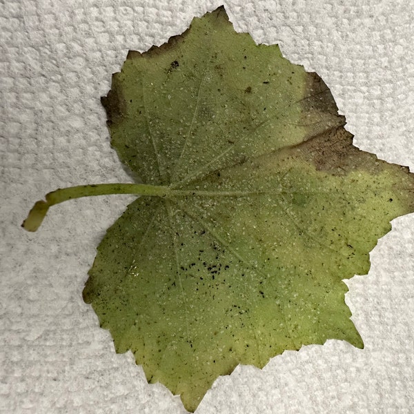 25 Four O'clock 'salmon Sunset' Mirabilis Jalapa Seeds "salmon Pink ...