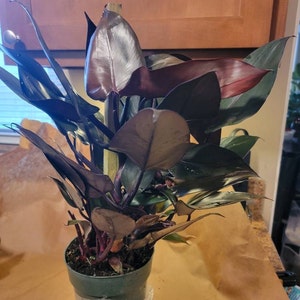 Aglaonema 'bamboo' Sp. Variegated Chinese Evergreen Live Indoor ...