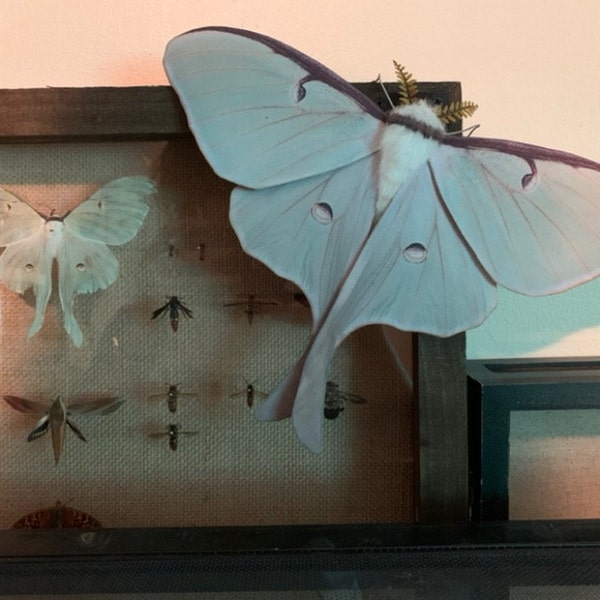 16x10 Inch Picasso Moth "baorisa Hieroglyphica" : Faux Entomology ...