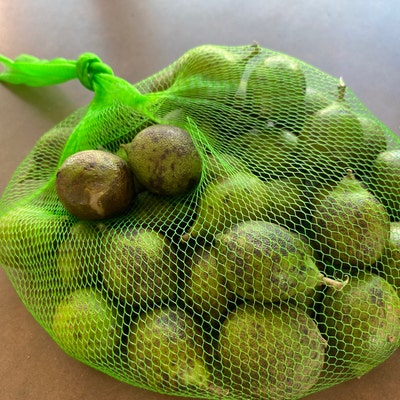 Spanish Lime SEEDS Guinep Melicoccus Bijugatus Mamoncillo - Etsy