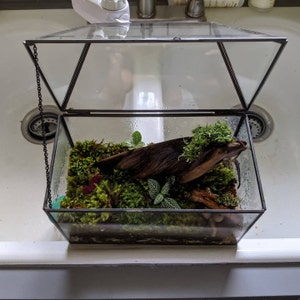 Live Spoon Moss (bryoandersonia) for Vivarium Terrarium Bonsai - Etsy