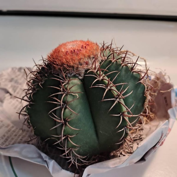 Melocactus Curvispinus Live Rooted Cactus From Seed Grown - Turk's Cap ...