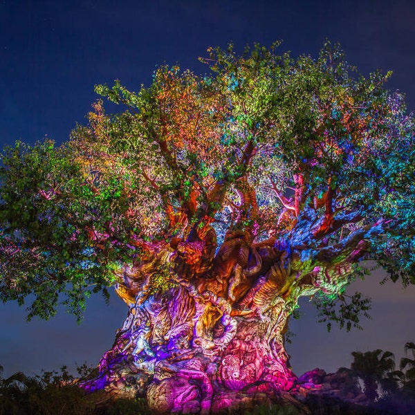 57" Diamond Willow (2~YOU Carve trekking Sticks) Walking Stick ...