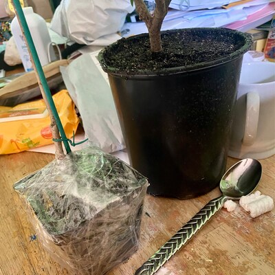 Canna Patens Indica Red and Gold Indian Shot 5 Seeds - Etsy