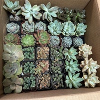 12 Succulents-sets - Etsy Canada