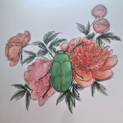 Aquarius June Bug Coloring Page 8.5x11 PAGE ONLY - Etsy