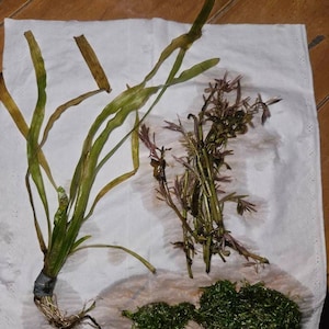 BUY 2 GET 1 FREE Corkscrew Val vallisneria Contortionisteasy Live ...