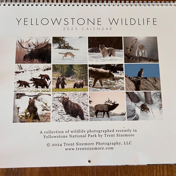 Yellowstone: Wildlife Photography by Trent Sizemore - Coffee Table Book ...