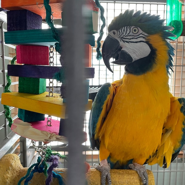 EXTRA LARGE Parrot Toy* the Wood Forager * Macaw*cockatoo*african Grey ...