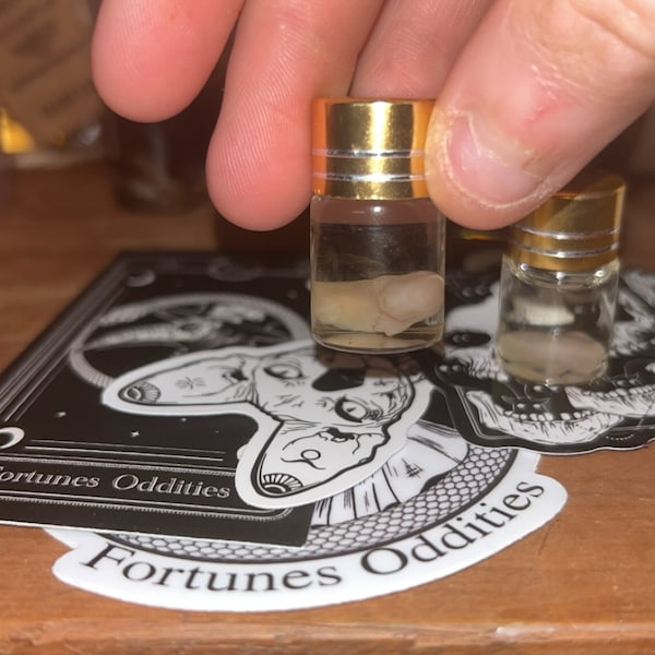 Mummified Rabbit Specimen - Etsy