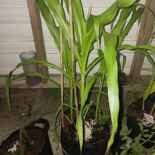 Sparkleberry | 25 Seeds | Vaccinium Arboreum | Farkleberry ...