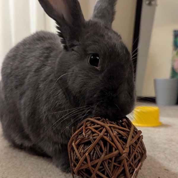 Flavored Balsa Blocks | 5 or 10 Pack | Natural Flavored Chew Toy for ...