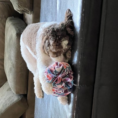 Snuffle Ball Treat Dispenser Treat Ball Canine Enrichment - Etsy