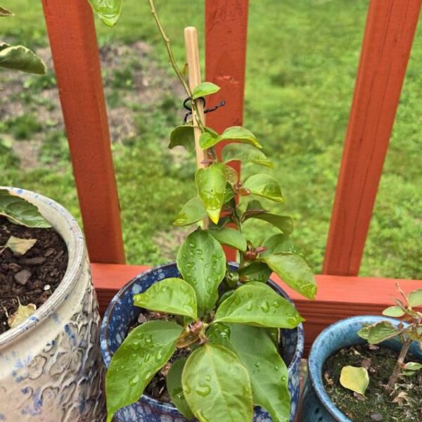 Athens Blue Princess Glory Bush Plant~~tibouchina Urvilleana~small ...