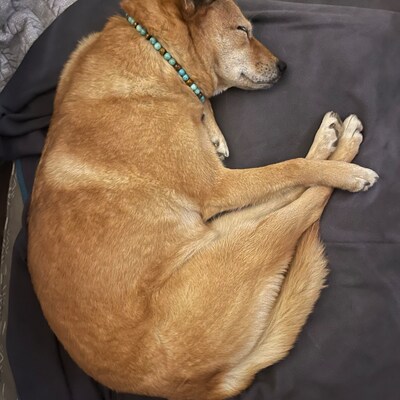 Lithotherapy and Anti-ticks Collar for Dog, Anti-anxiety and ...