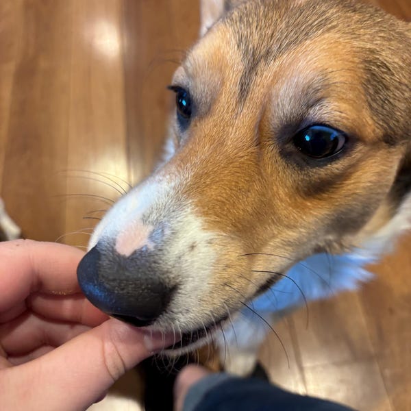 Stuffed Beef Gullet Sticks Dog Chews! Try Them! - Etsy