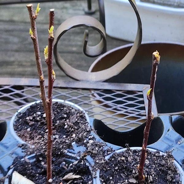 2 Year Old Quercus Robur Fastigiata , Columnar English Oak, Bare Root ...