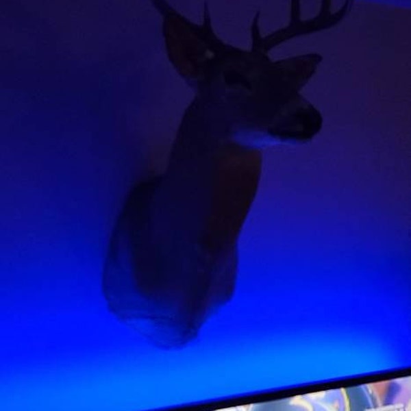 Bull Steer Cow Skull European Mount Taxidermy Texas Skeleton Bone ...